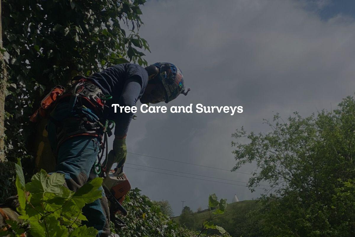 Tree Care and Surveys | Bollington Tree Surgeon and Fencing ...