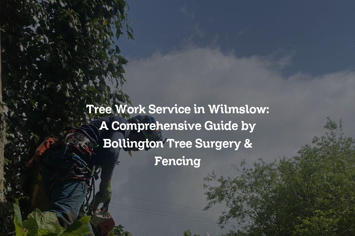 Tree Work Service in Wilmslow: A Comprehensive Guide by Bollington Tree ...